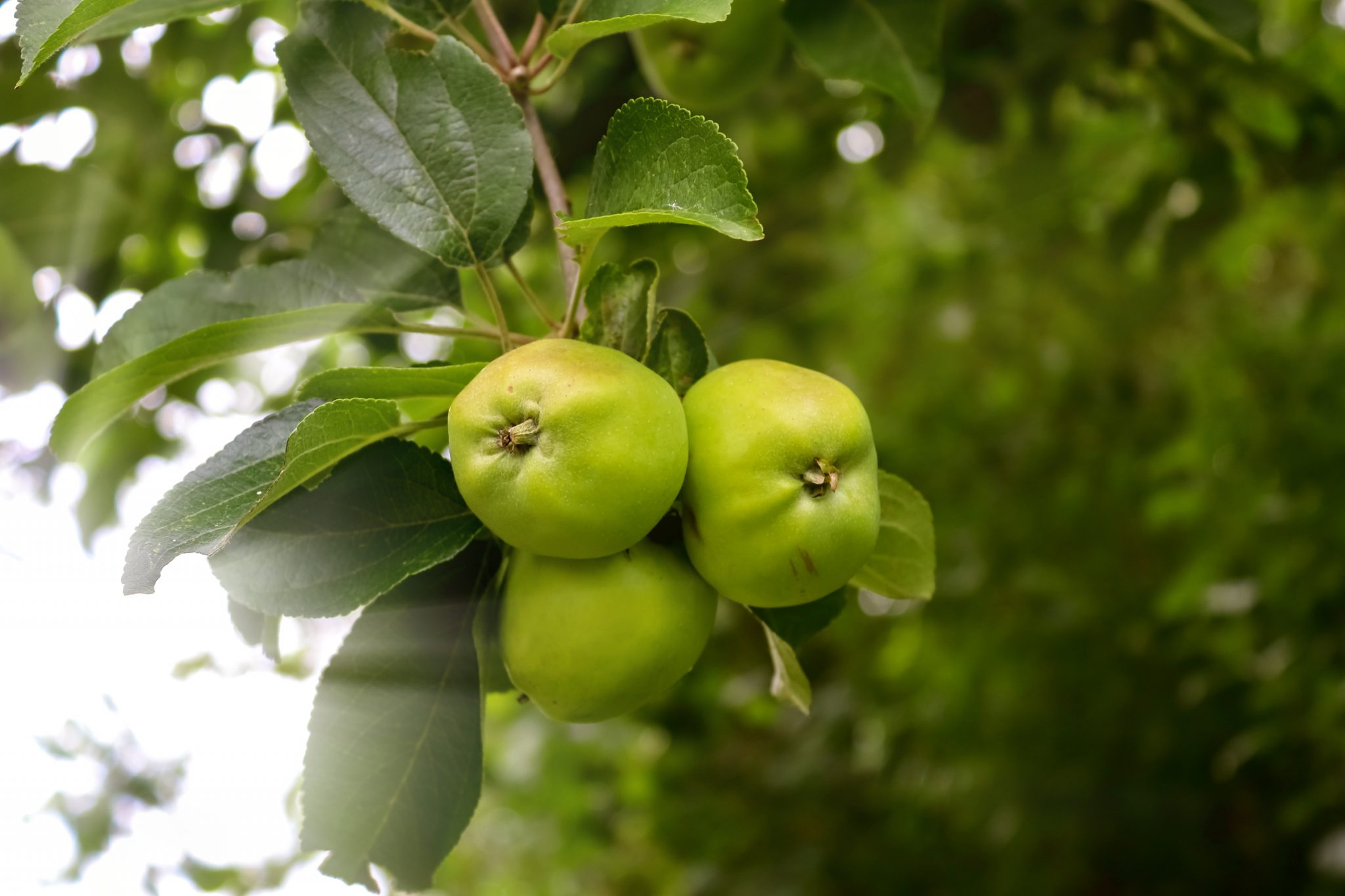 Getting To Know Apples | Blog | Melnor Gardening