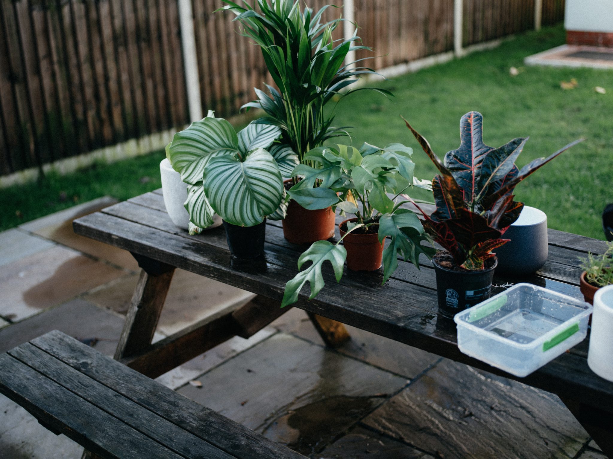 Guide: Moving Outdoor Plants Inside | Blog | Melnor Gardening