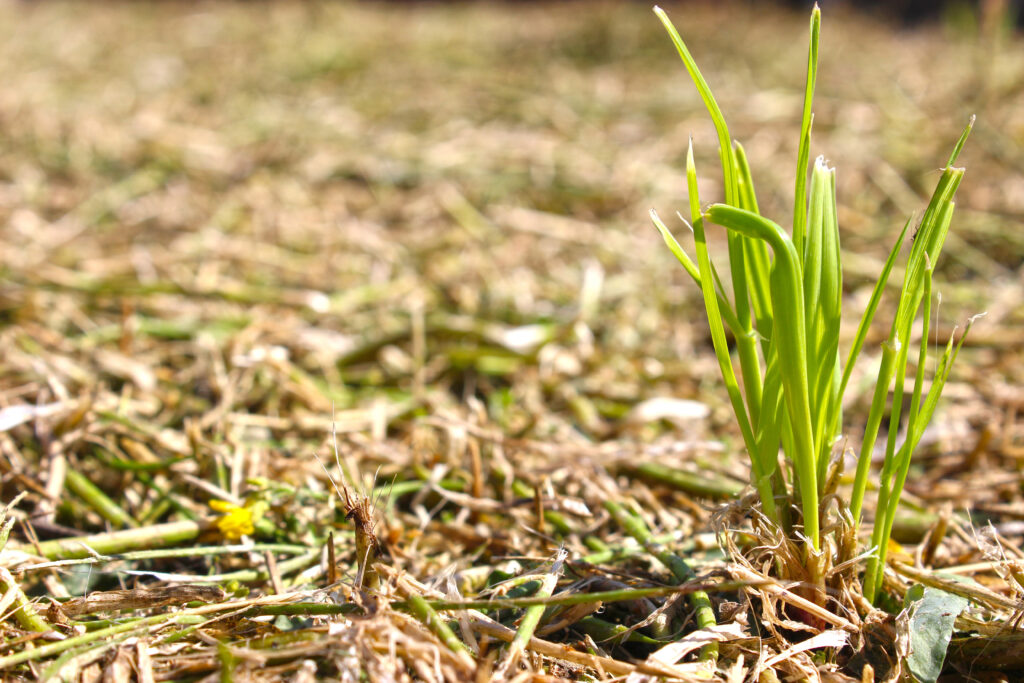 Keep Your Lawn Healthy in the July Heat | Melnor Gardening